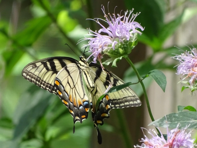 Native Butterfly House & Botanical Gardens - Churchville Nature Center